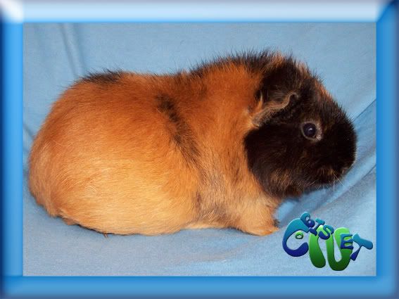 cobayas - US-Teddy VS Rex - Razas