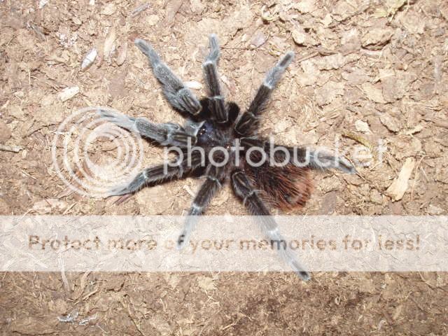 B. vagans maturity... | Arachnoboards