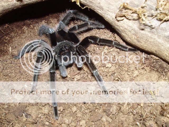 B. vagans maturity... | Arachnoboards