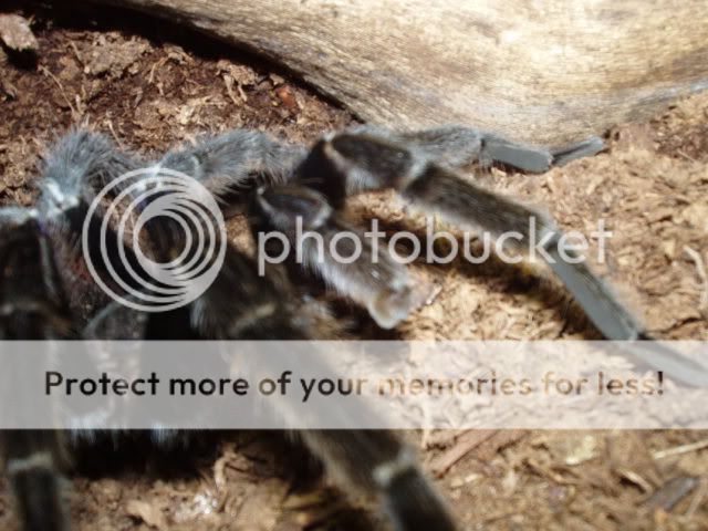B. vagans maturity... | Arachnoboards
