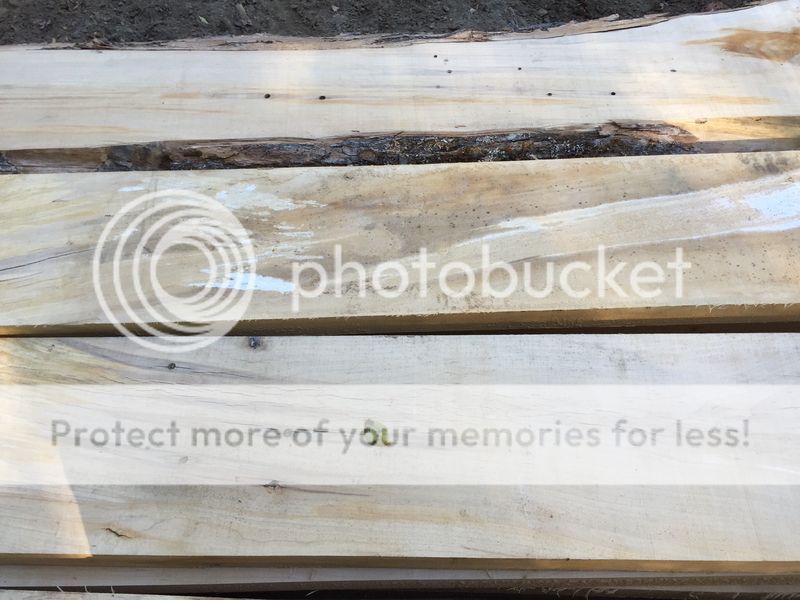 Tap hole Maple lumber