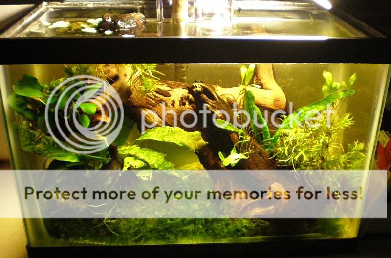 Lab_Rat's tanks and fish (lots of pics) | AquariaCentral.com