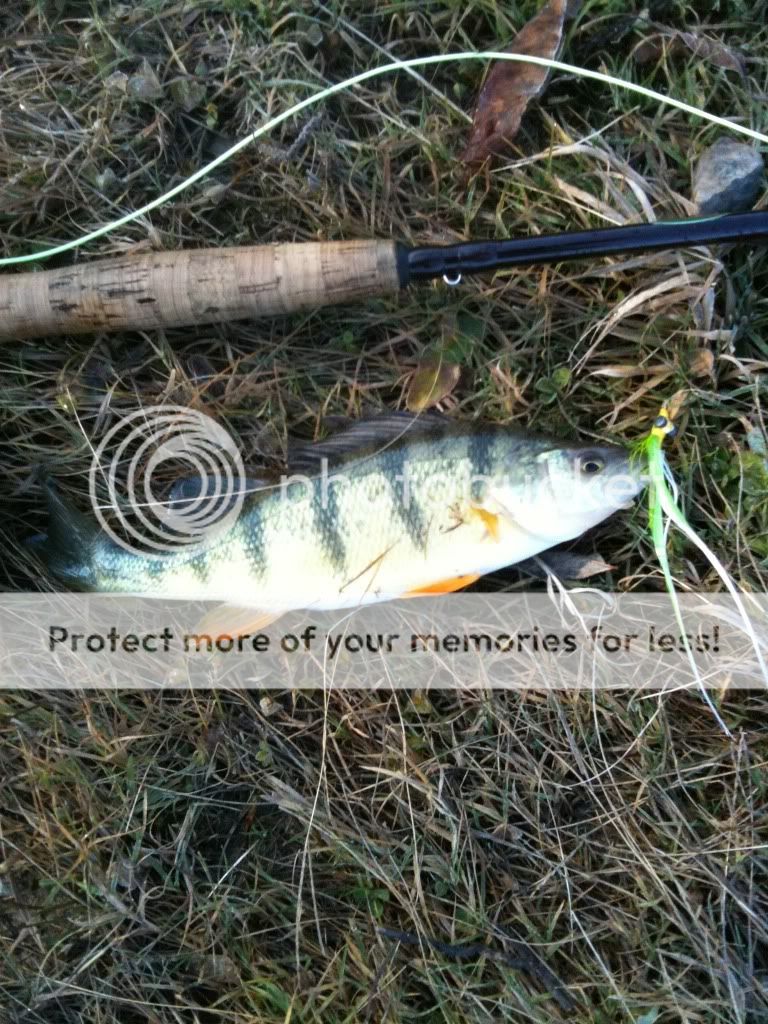 slimer - Fishing Forum - Niagara Fishing Forum